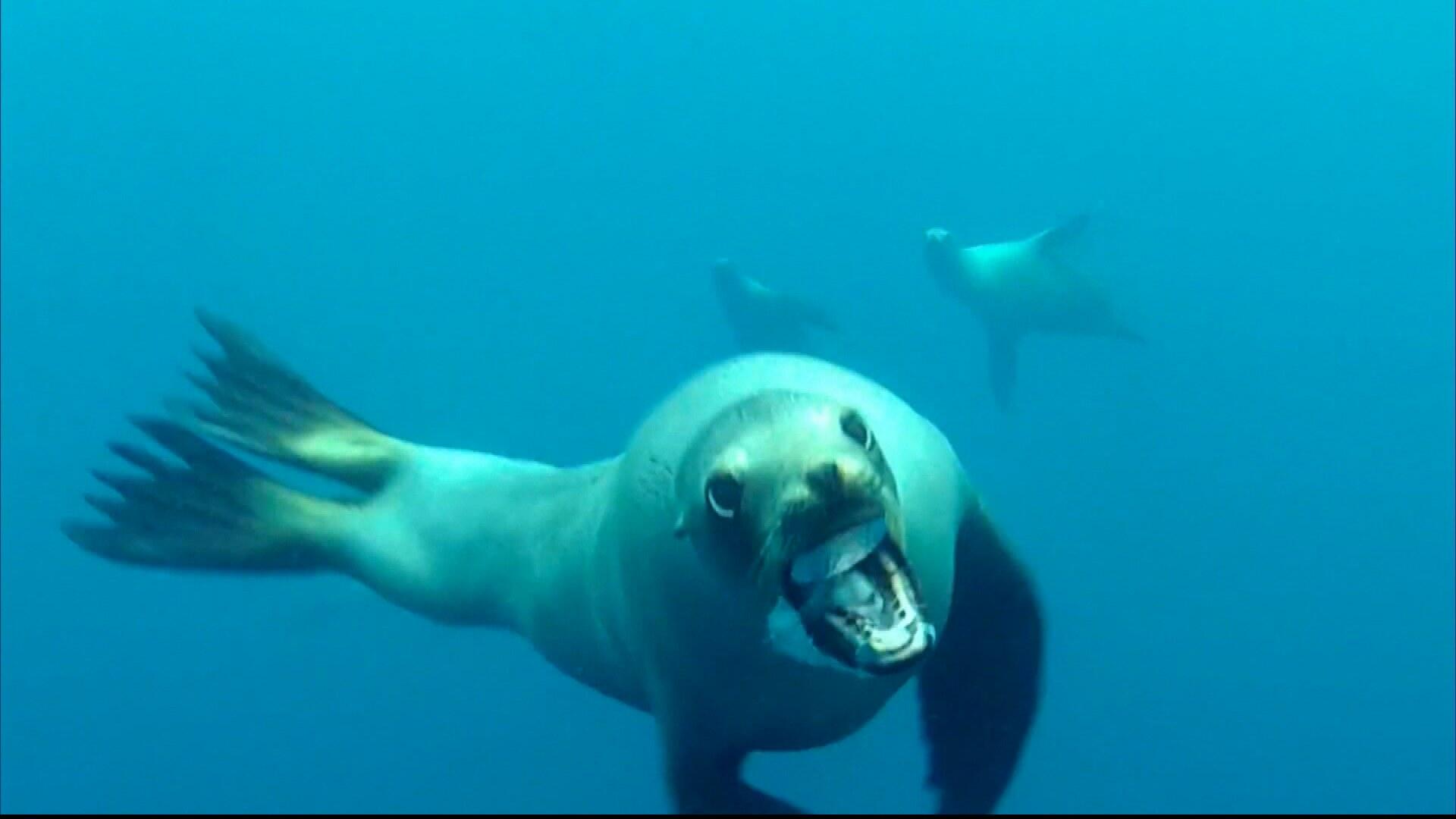 Shark Kills Sea Lion